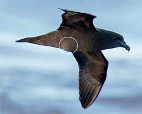 Captured: First photo of bird with a visible egg