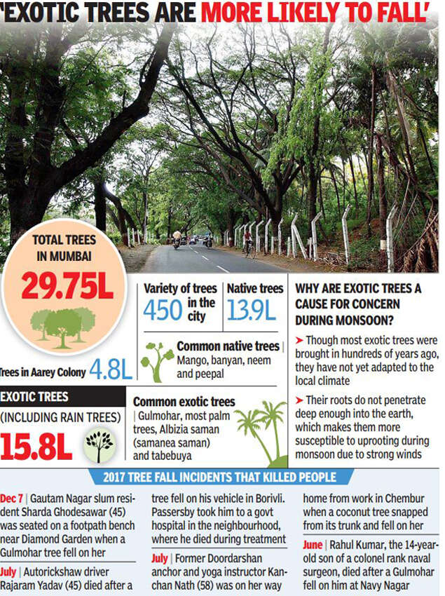 Over 50% of trees in Mumbai of foreign origin | Mumbai News - Times of ...