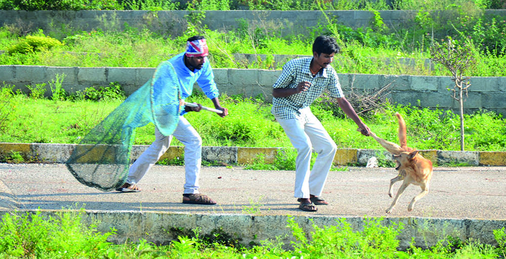 Ghettos for mongrels: Stray idea set to give city a new bark-code