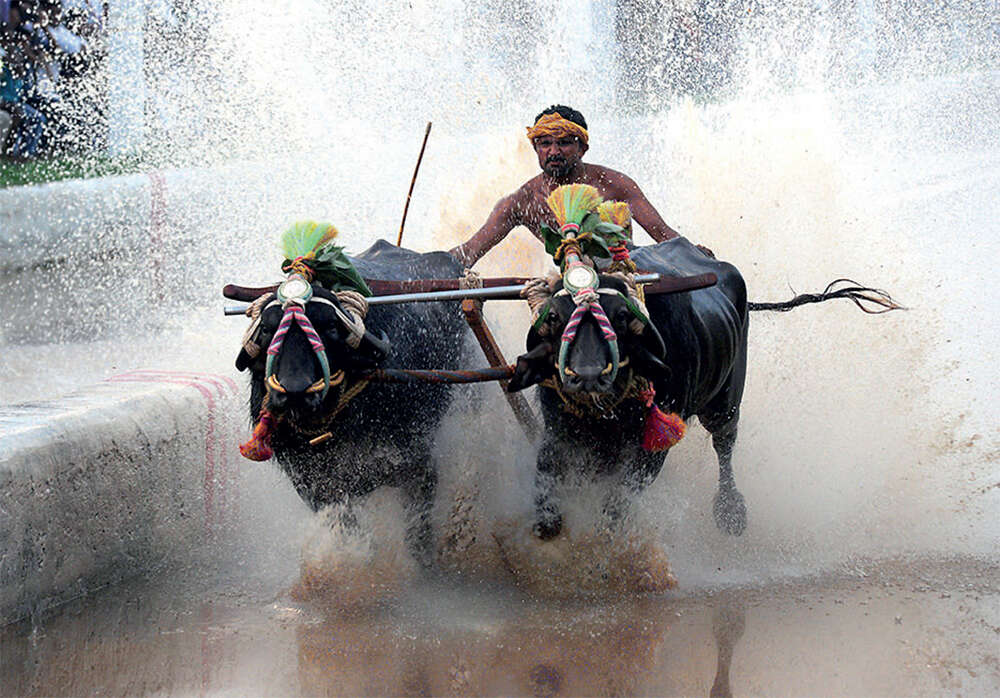 Season begins: Over 50 places to host Kambala