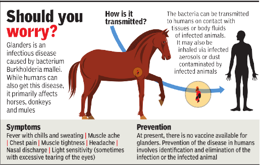 glanders disease: Probe quells fears of Glanders outbreak | Delhi News ...