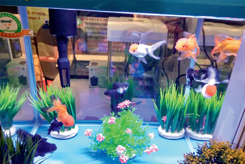 Fish catch on the coast sinking