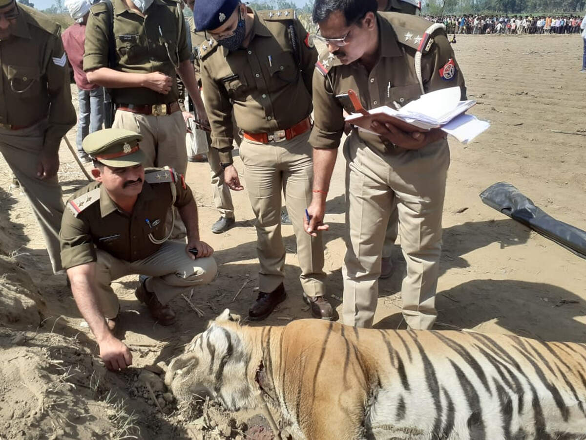Caught in UP poachers’ wire trap, eight-year-old tiger bleeds to death ...