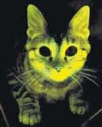 Glow-in-the-dark cats to fight AIDS
