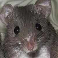 Mammal found with ability to regrow ears