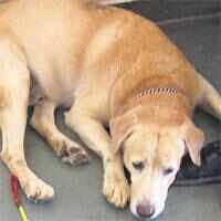 Ailing dog can finally use the lift