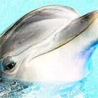 Dolphins overdose on drug after zoo hosts rave