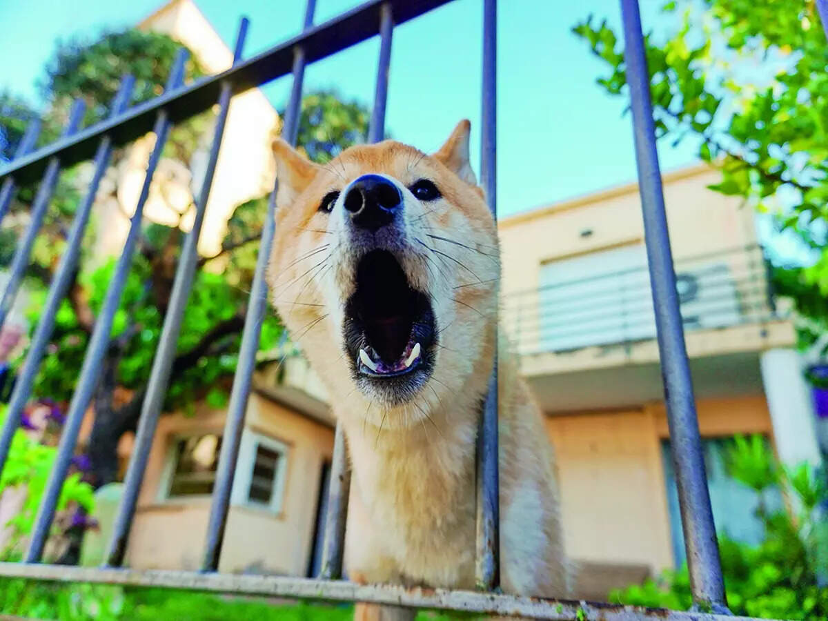 Who let the dogs out?