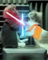 Feline force: Jedi kittens become a rage on web