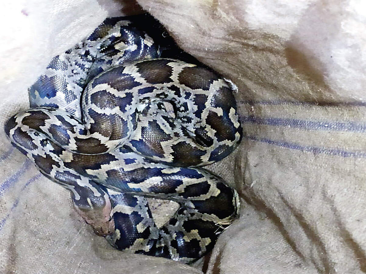 Python Takes The Train