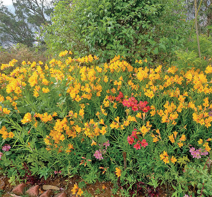 Maria: The greenskeeper: Maria flowers