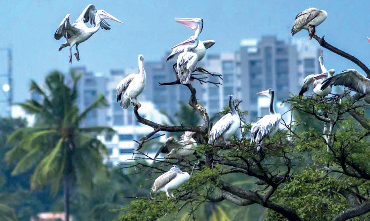 Jakkur Lake: Story behind the photo: Pelican brief
