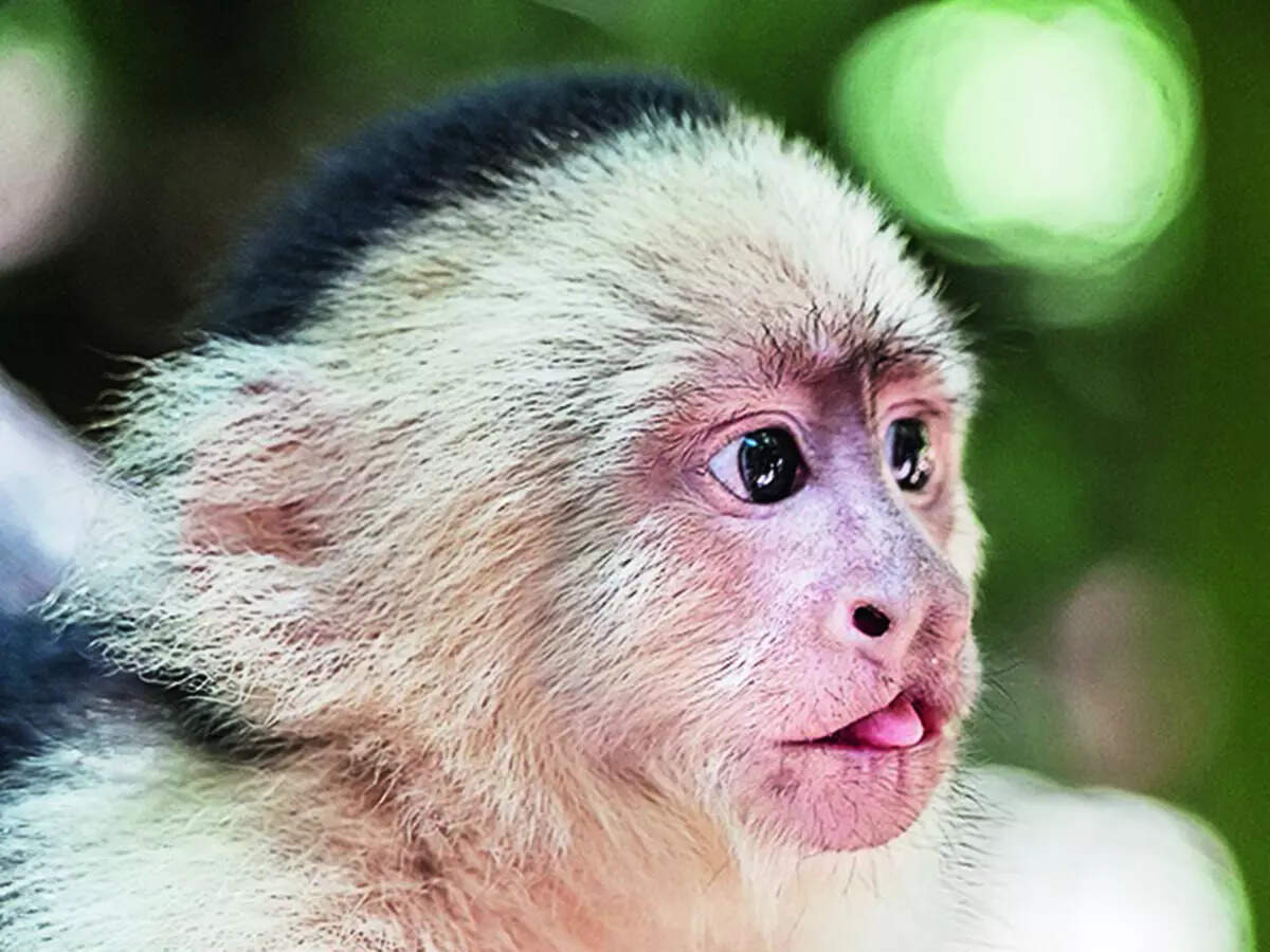 bengaluru: Customs haul: Exotic animals at airport