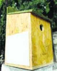 Homes become nesting grounds