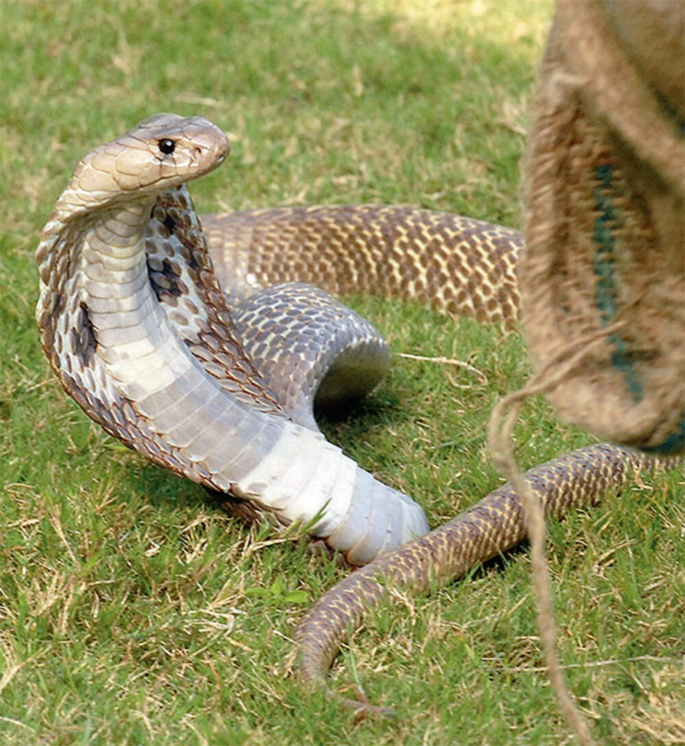 Man creates hisstory, survives 12 snakebites