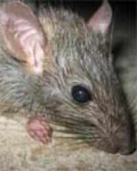 Rat-borne disease on the rise