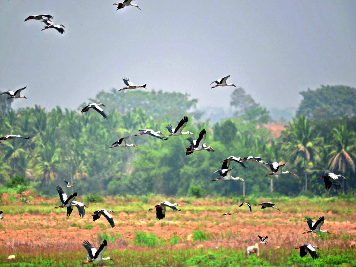 Hesaraghatta grasslands: One hidden treasure of biodiversity