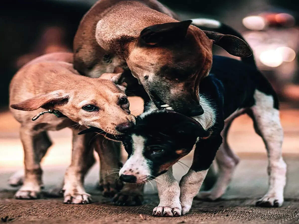 Updating canine count...