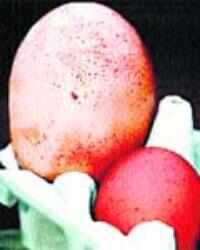 Hen lays monster egg that weighs 120 grams