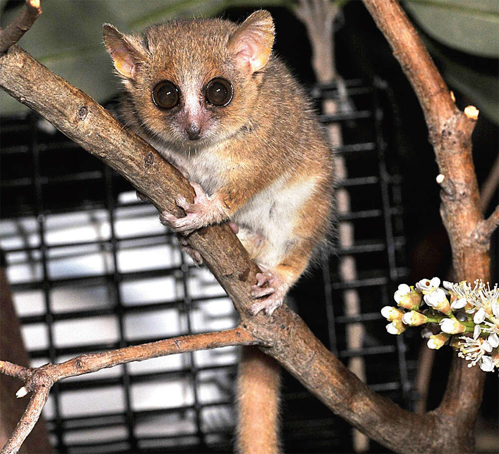 25 bones from India give clues on the evolution of primates