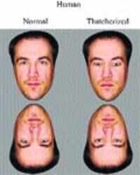 How we recognise faces at first glance