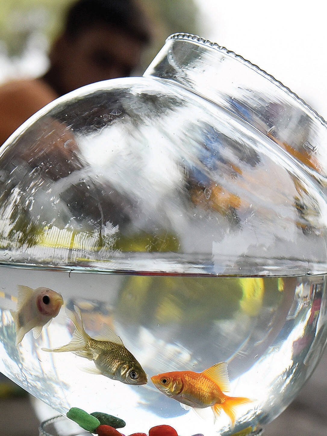 Bengaluru: 11-month-old boy swallows live fish, survives