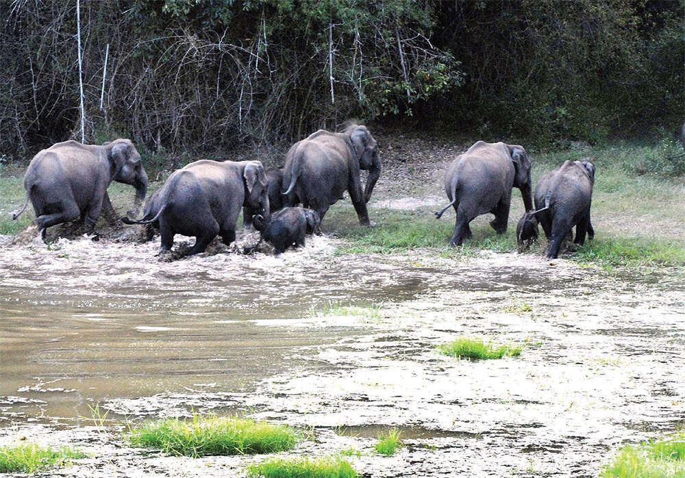 Needed: 829.5 acres for elephant path