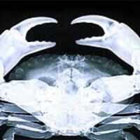 Cancer and the Million Death Study