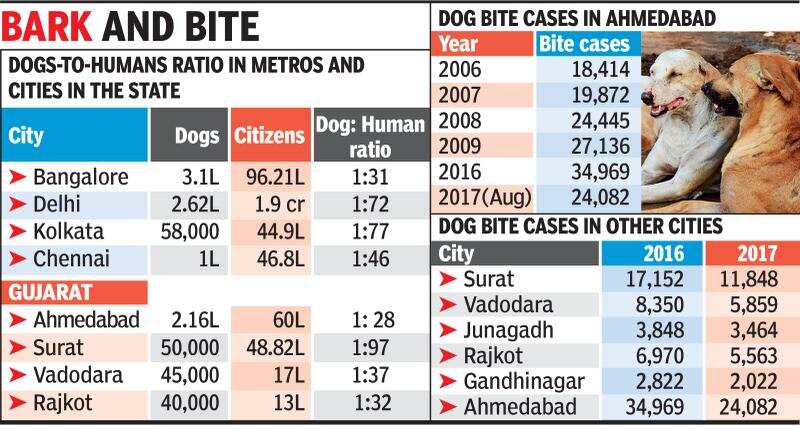 Ahmedabad in grip of stray dogs | Ahmedabad News - Times of India