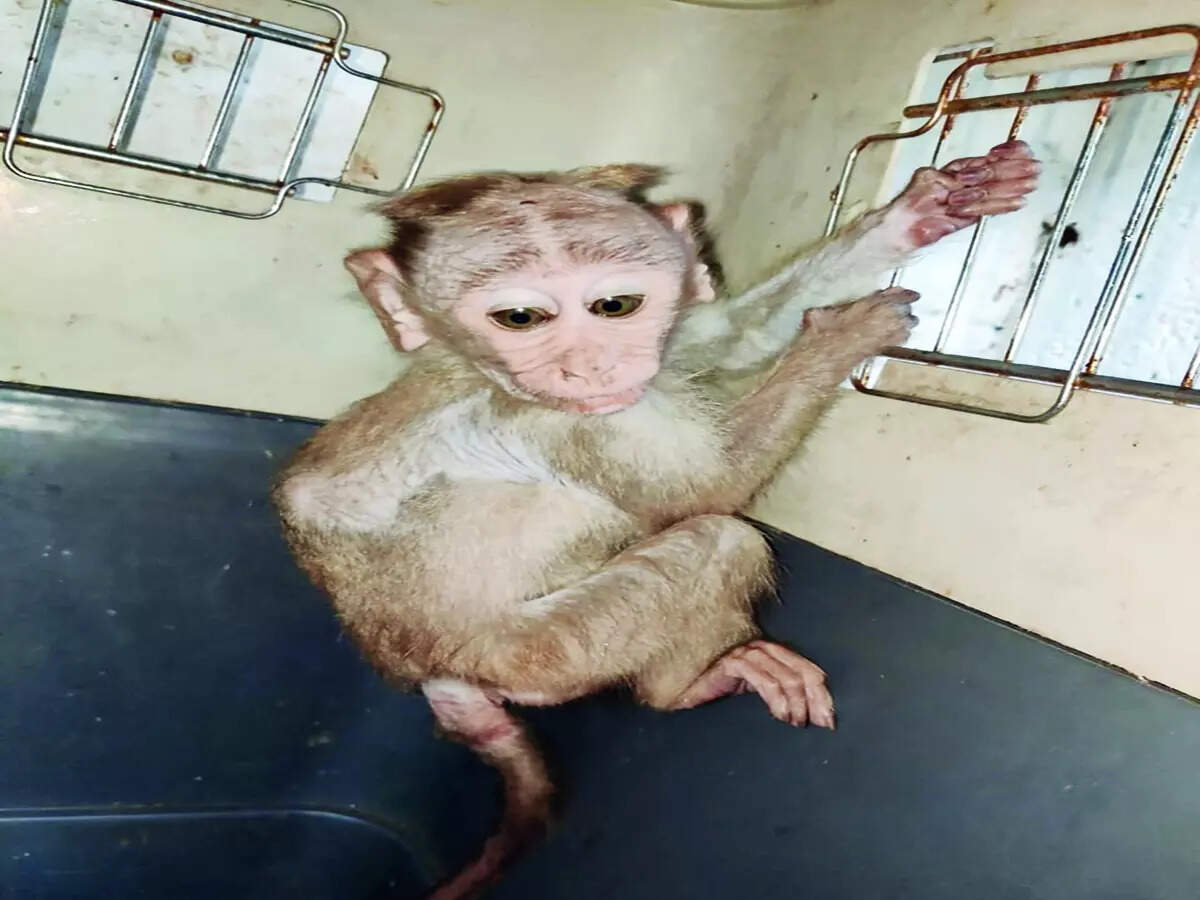 Firemen, volunteers pull off amazing baby monkey rescue