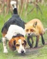 World's worst hunting dog?