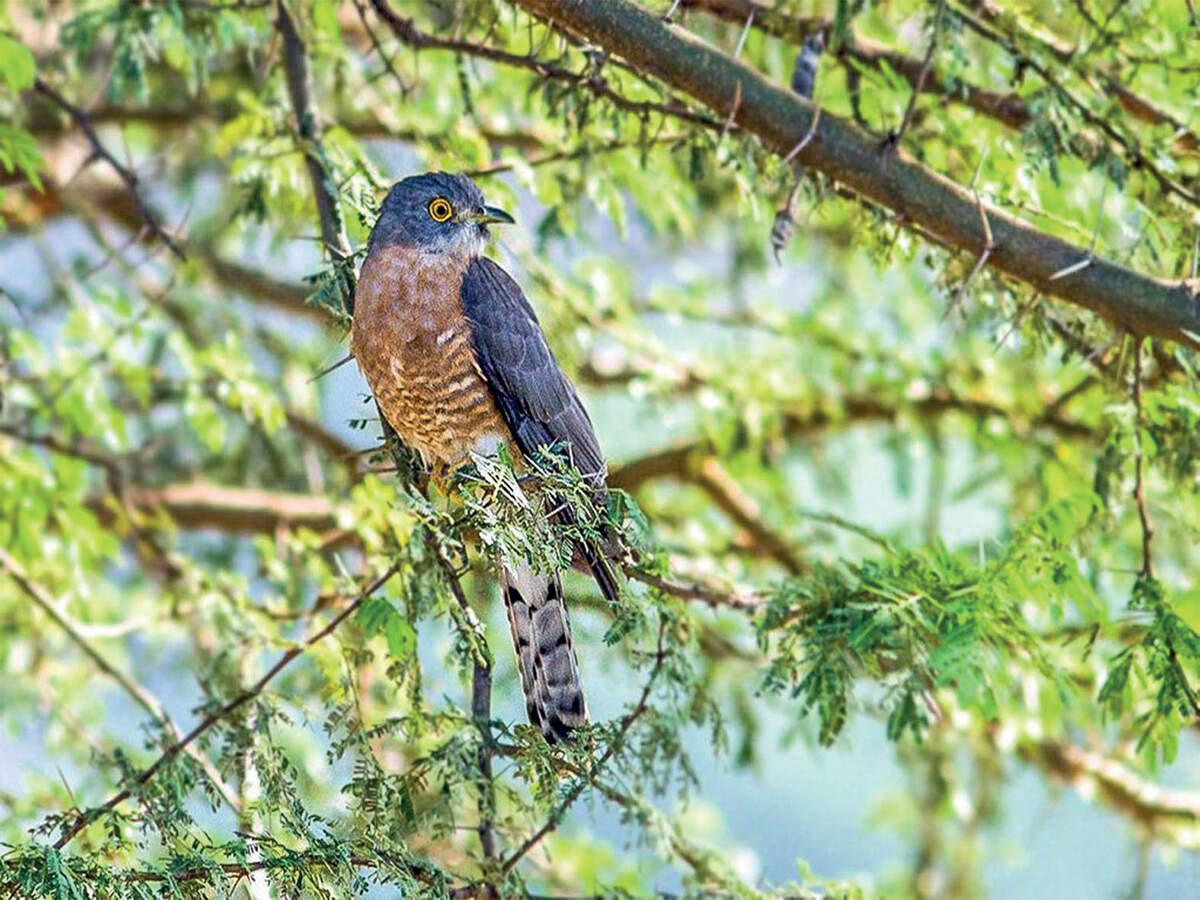 Story behind the photo: Bird, Unhinged