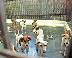 The paw-wow is over: NGO walks out of animal shelter