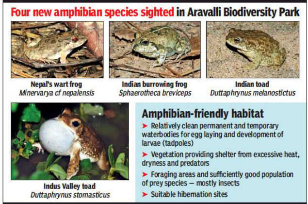 DU professor finds new frog species in Aravalis | Delhi News - Times of ...