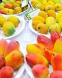 Mango ripening process now safe