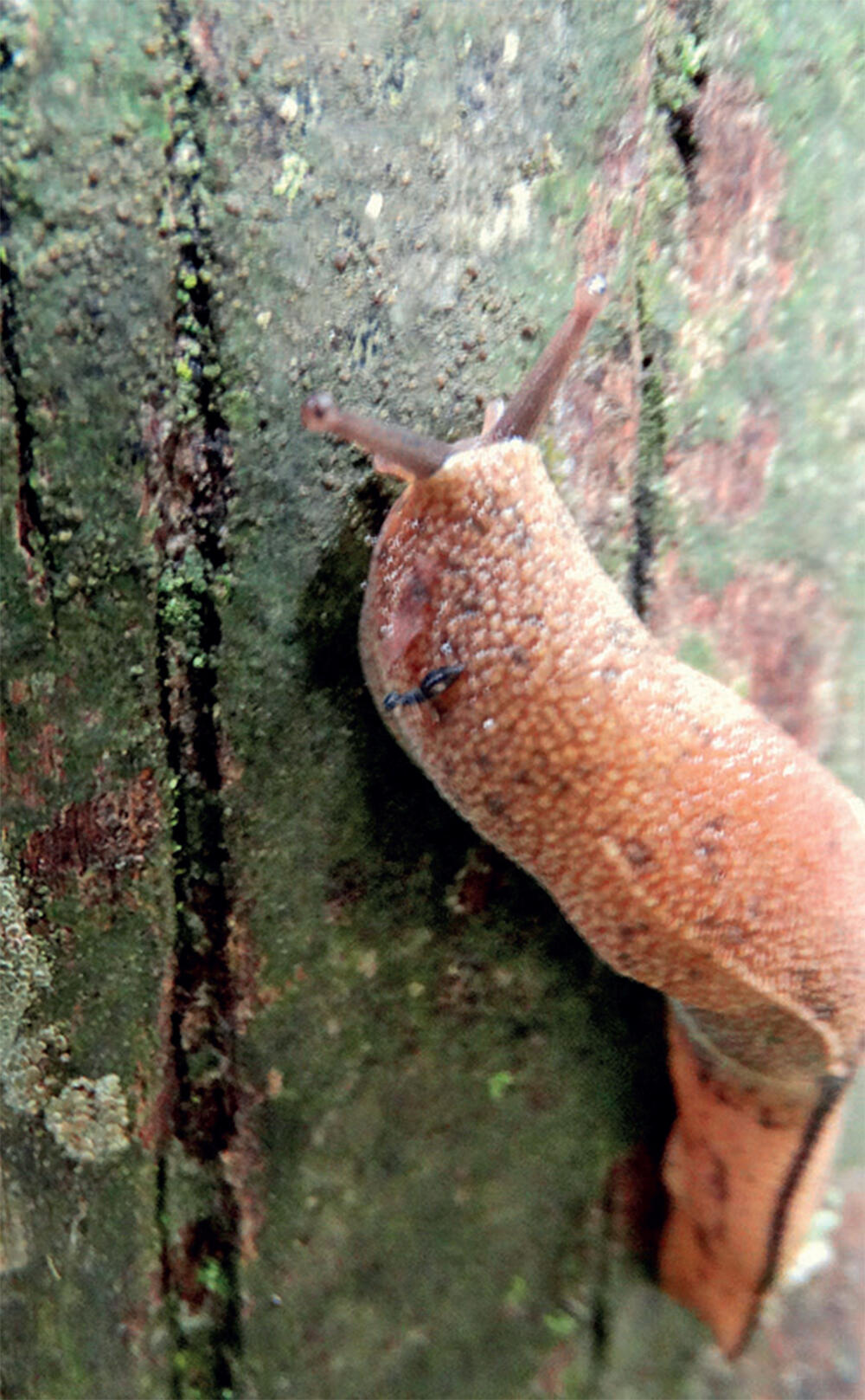 urban jungle: Urban Jungle: A slugfest in your garden