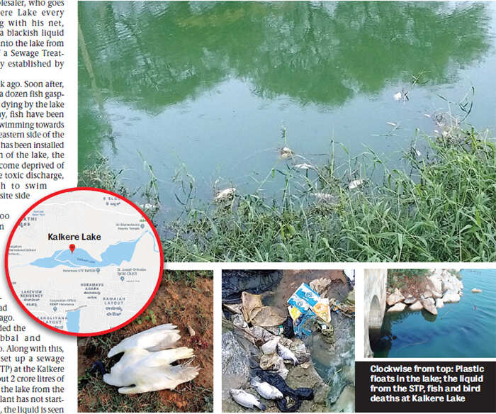 kalkere lake: Smell something fishy at Kalkere Lake? It’s death