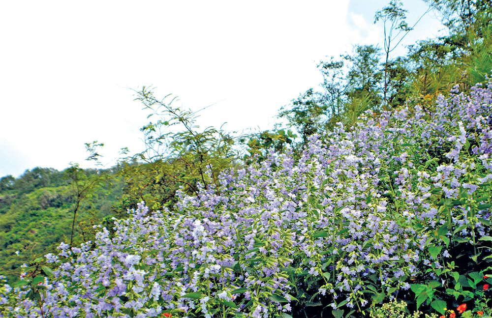 karnataka: Karnataka: 12-year wonder in full bloom