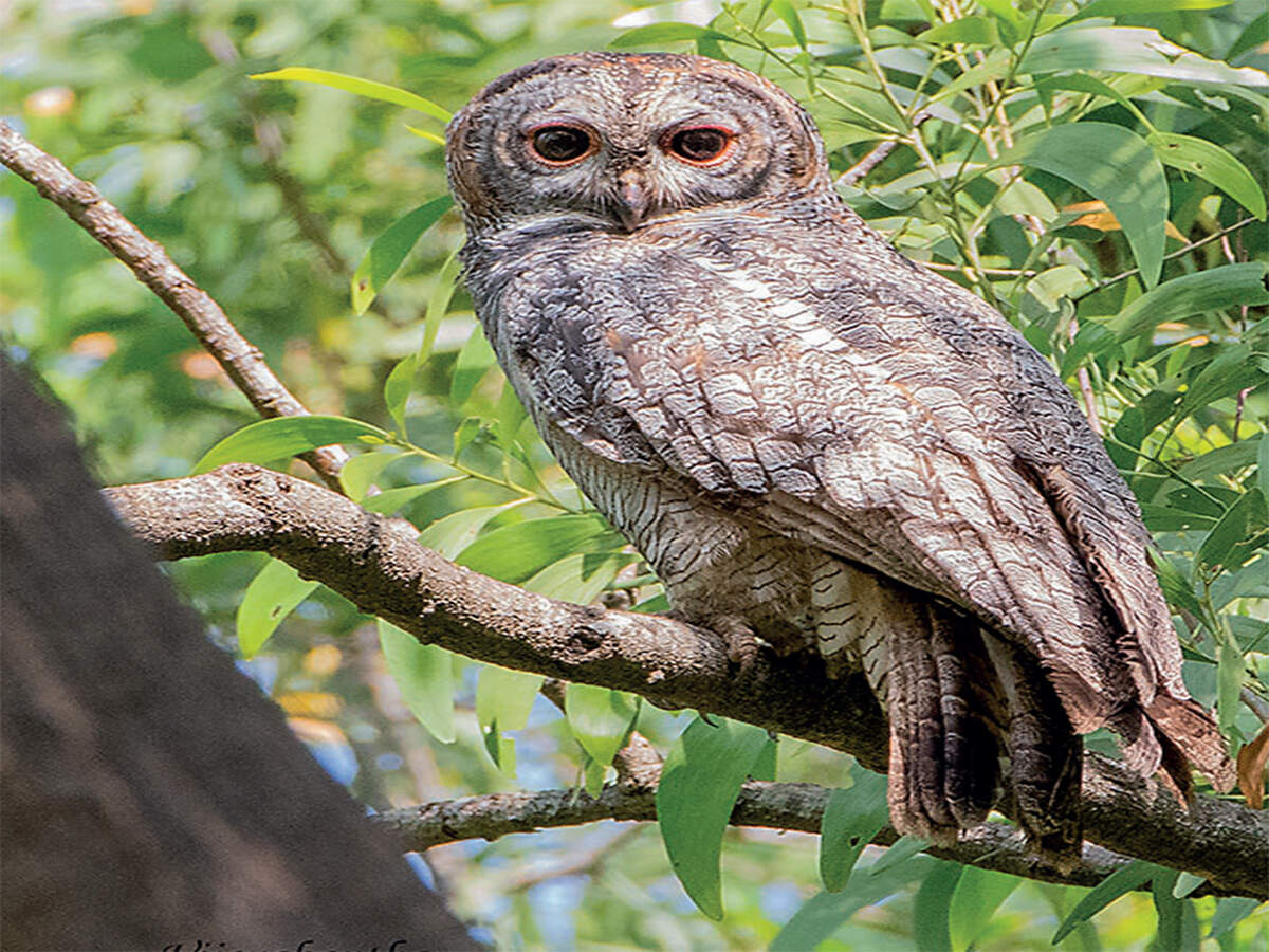 Story Behind The Photo: Owl is well