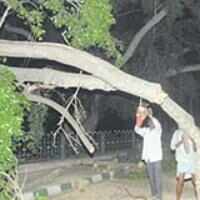 Athlete injured as tree falls on her scooter