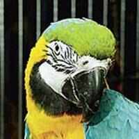 Parrot owner gets payout after noise kills his bird
