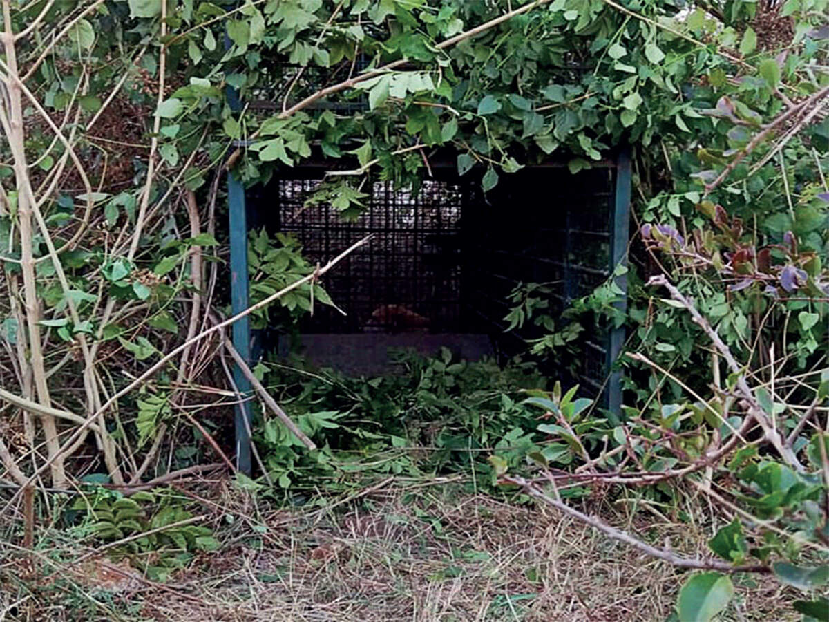 Cage set up to trap leopard after second sighting