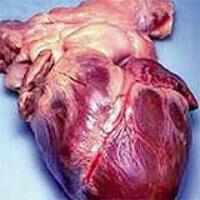 Heart can affect how we feel fear