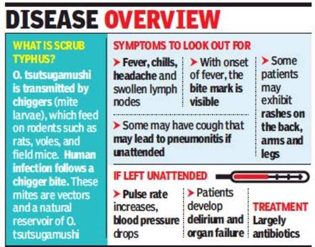 Chennai: Spike in scrub typhus cases among kids | Chennai News - Times ...