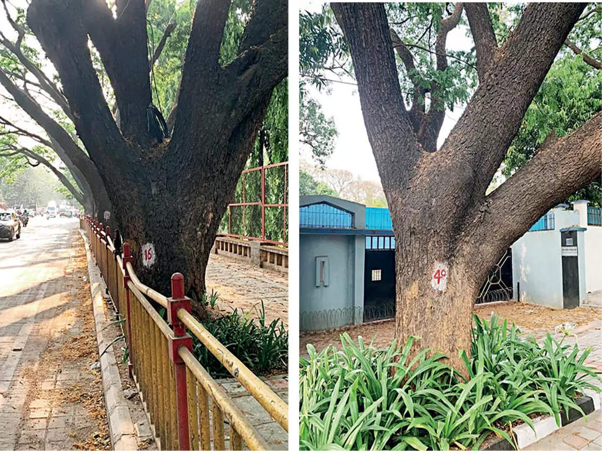 How many trees on the line?