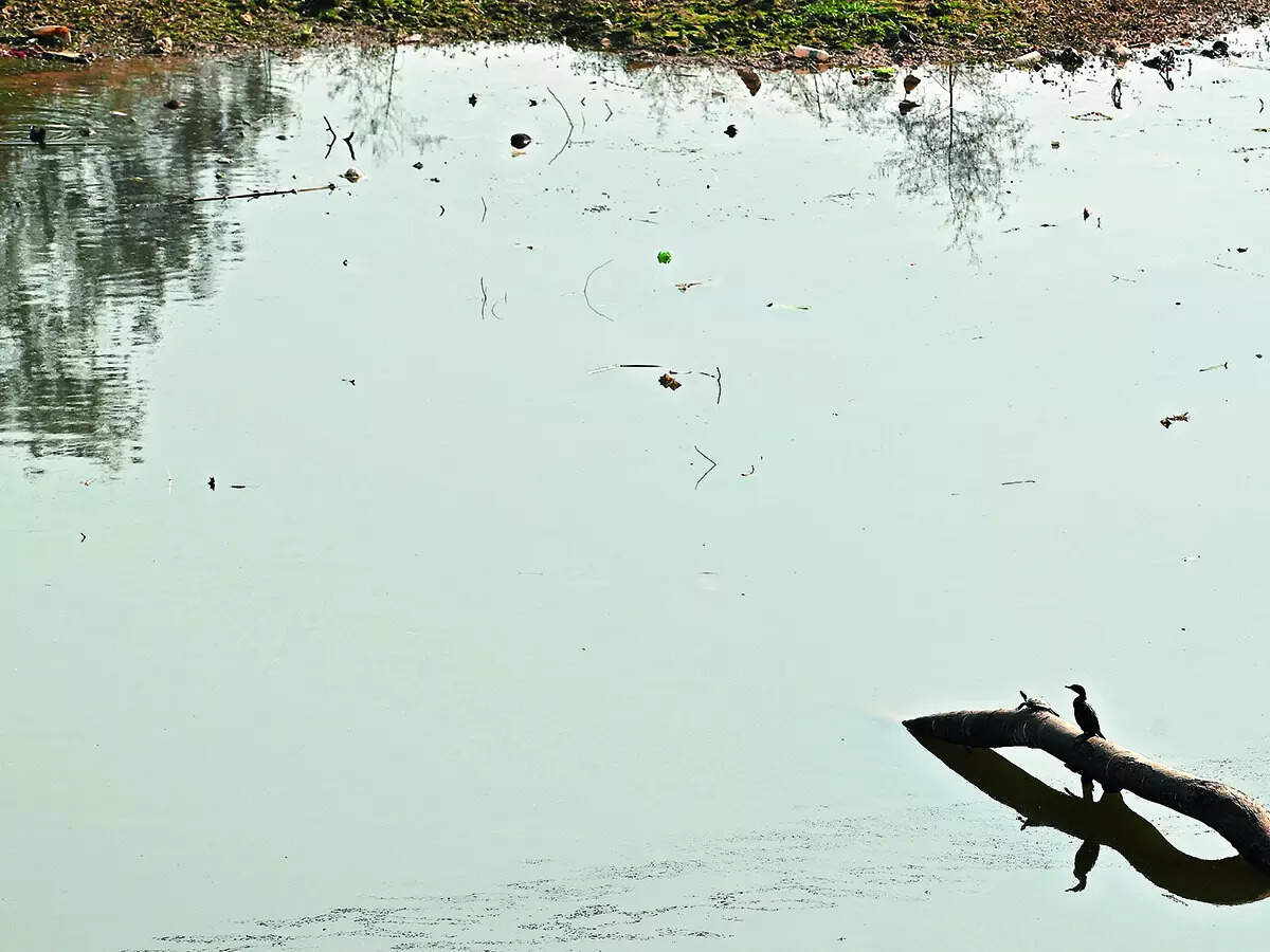 Ancient Bird Discovery: Vegavis iaai, the Oldest Known Avian Relative ...