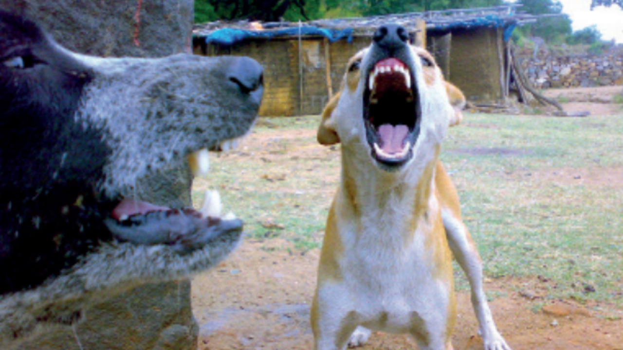 Sector D1 LDA Colony, Lucknow: Map, Property Rates, Projects, Photos ...