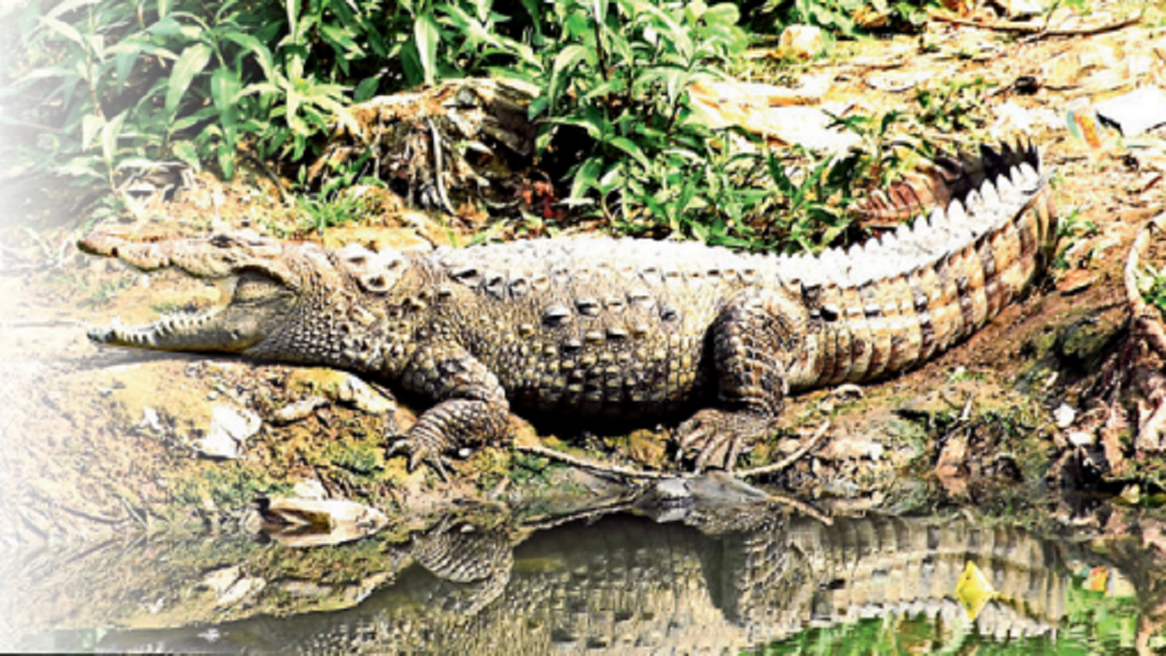 Atladara, Vadodara: Map, Property Rates, Projects, Photos, Reviews, Info