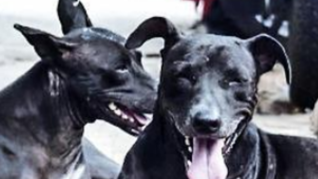 Kuzhivelippady, Kochi: Map, Property Rates, Projects, Photos, Reviews, Info