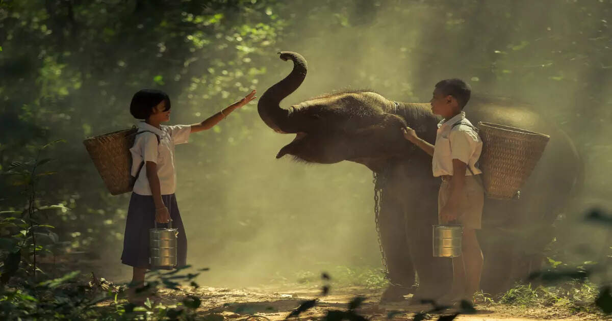 For the Mowgli in you: Beautiful Indian forests | Times of India